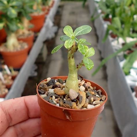 Adenium obesum v. multiflorum - Uhlig Kakteen - more than 5,000 ...