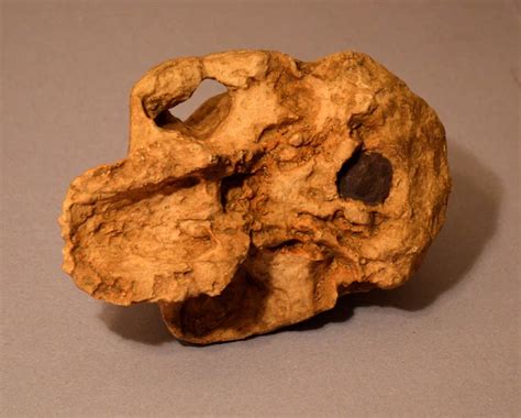 Australopithecus Africanus Andmrs Ples Skull Replica Economy £80 00 Picclick Uk