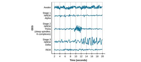 Sleep And Eeg Introduction To Neuroscience