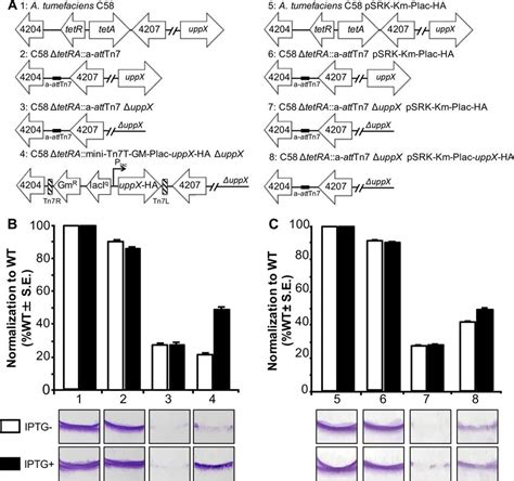 Chromosomal And Plasmid Based Complementation Of Biofilm Formation In