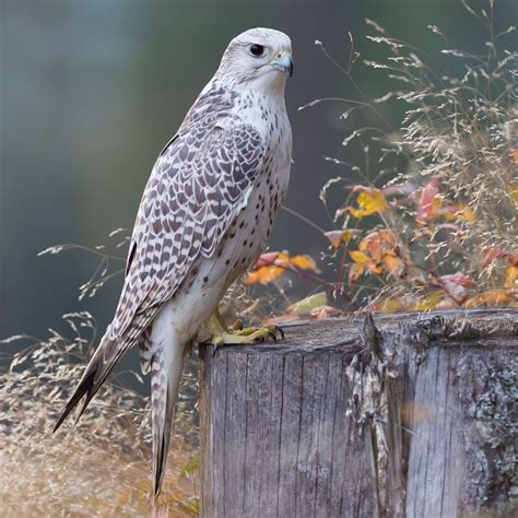 White Gyrfalcon