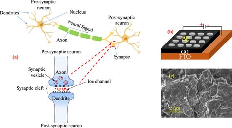 A A Schematic Diagram Of A Biological Synapse B Schematic