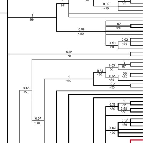 Bayesian Inference Topology From The Plastid Data Bayesian Posterior