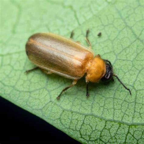 Bluazcom Positive News Firefly Species Discovered After 90 Year