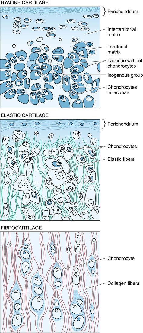 Cartilage And Bone Clinical Tree