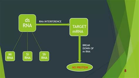 Rna Interference Ppt