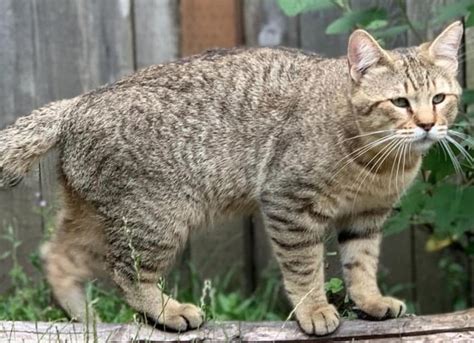 Pixie Bob 28 Of The Most Iconic Pixie Cuts From Rihanna To Twiggy