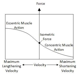 Force Velocity Curve