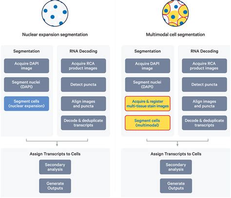 Overview Of Xenium Algorithms Official 10x Genomics Support