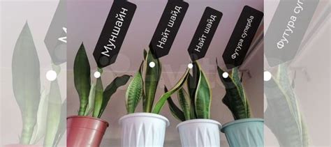 Сансевиерия купить в Москве Товары для дома и дачи Авито