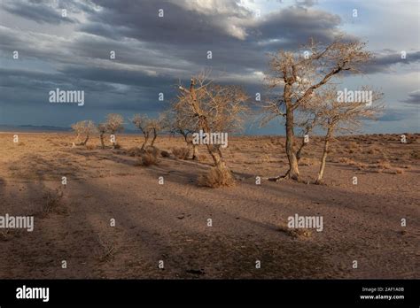 trees in a nature of western Mongolia Stock Photo - Alamy