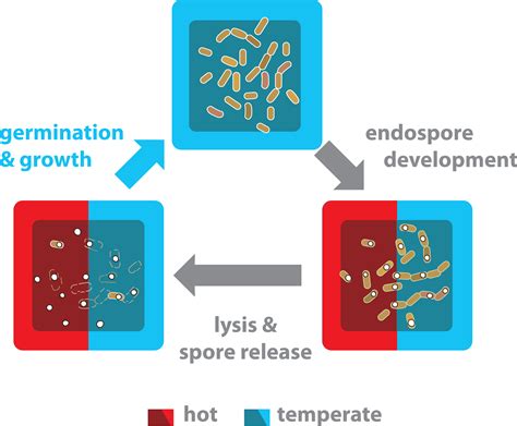 Phenotypic Plasticity And Evolution Of Thermal Tolerance In Bacteria From Temperate And Hot