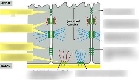 Diagram Of Cell Junctions Quizlet