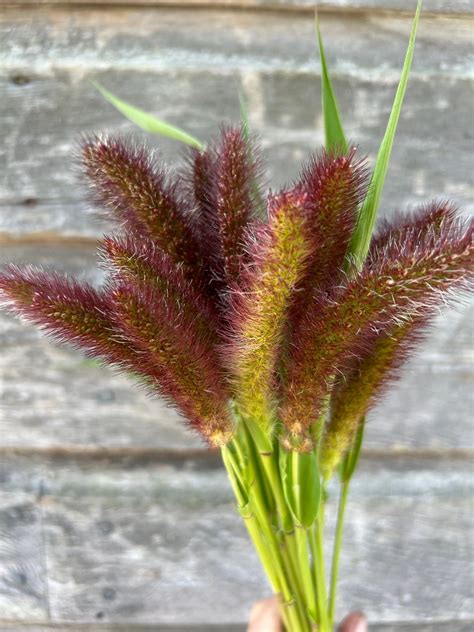 Red Foxtail Plant