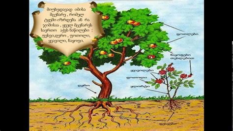 ტყე დედამიწის მწვანე სამოსელი Youtube