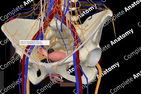 Inferior Mesenteric Plexus Complete Anatomy Inferior Mesenteric Plexus Complete Anatomy