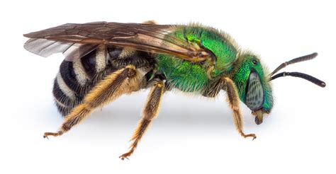 Agapostemon
