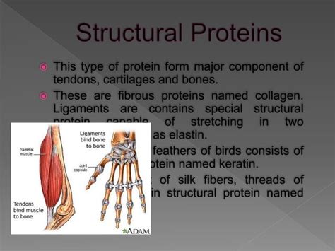 Proteins And Its Classification Pptx Chemistry Science