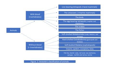 An Example Of A Classification System Download Scientific Diagram