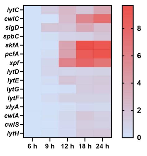 Reducing Cellular Autolysis Of Bacillus Subtili