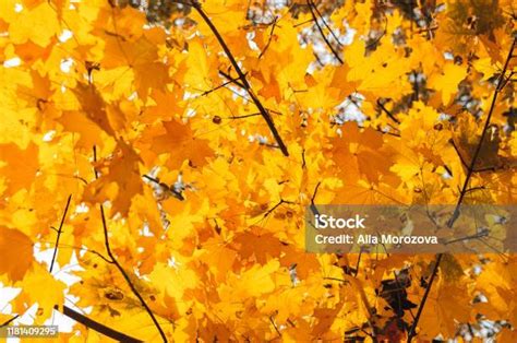 노란 단풍 나무 클로즈업의 아름다운 단풍 가을 풍경 배경입니다 금 단풍 나무와 가을 추상적 인 배경입니다 디자인에 대 한 가을 자연 숲 배경입니다 공간을 복사합니다 0명에