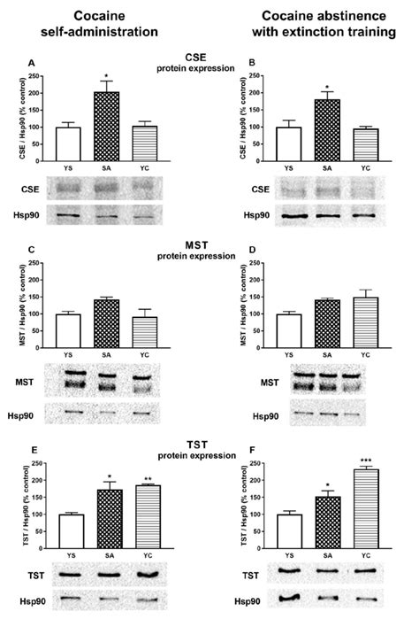 western blot analysis of the cse mst and tst protein expression in