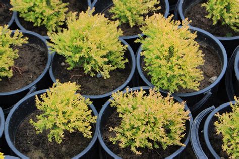 🌲 ვარდები And მარადმწვანე დეკორატიული მცენარეები ქუთაისში Facebook