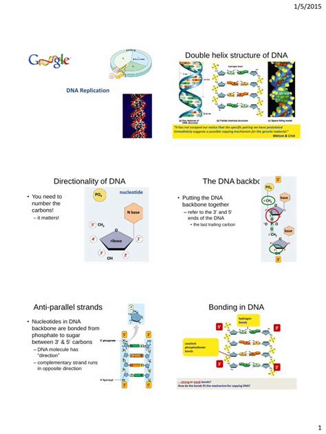 PDF Double Helix Structure Of DNA DNA Replication Double Helix Structure Of DNA