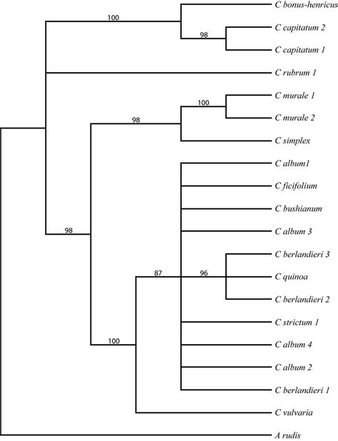 9 strict consensus tree derived from maximum parsimony analysis of