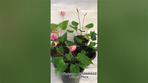 🦋මේකනම් ඔයාල ඉල්ලපුම පැකේජ් එකක් දම් පාටට ආස ඔයාලට දම් පාට වටිනම වර්ගත් මල් සමගම ගෙදර ලස්සනට