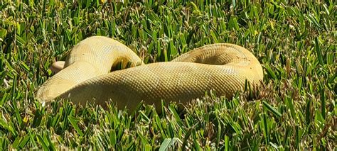 Just Weighed My Male Python And He Came In At 87 Grams That Cant Be Right R Ballpython