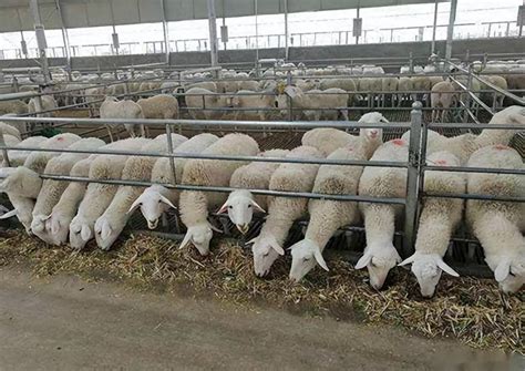 规模化养羊场建设标准是什么?规模化养殖羊舍建设的条件有哪些?生产环保的发展 规模化养羊场建设标准是什么?规模化养殖羊舍建设的条件有哪些?生产环保的发展