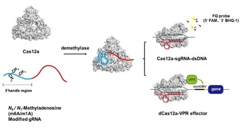 张新荣、张四纯与刘俊杰实验室合作开发基于grna细胞内甲基化的可调控crispr Cas12a基因操纵系统 北京生物结构前沿研究中心
