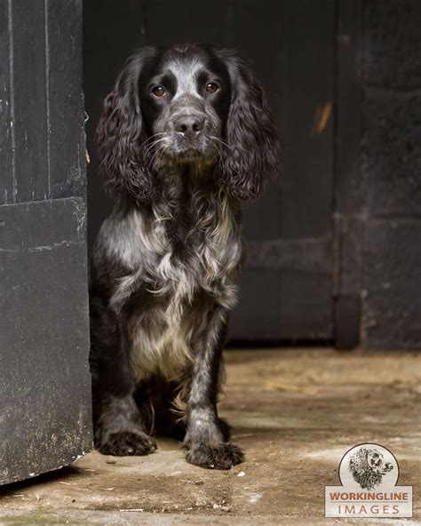 Working Cocker Spaniel Workingline Images Black Cocker Spaniel