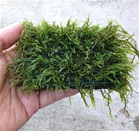 Java Moss On X Mat Foreground Carpet Aquarium Plant Aquarium Plants