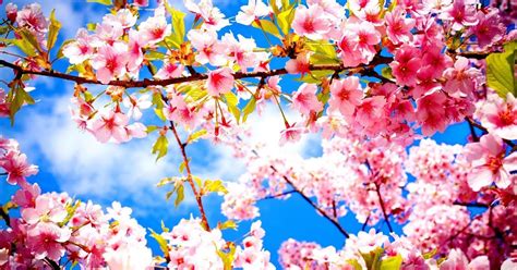 Английские стихи про весну