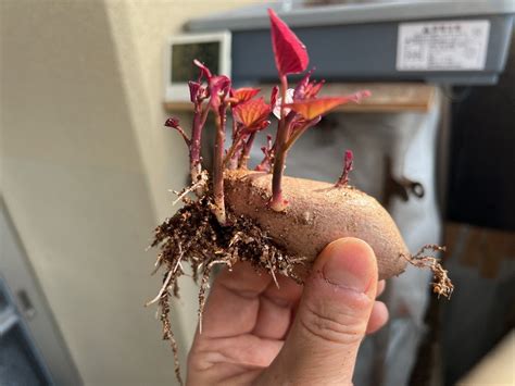 さつまいも 芽が出た 植える さつまいも 丸ごと植え Xoijo