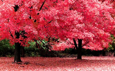 Beautiful Nature Wallpaper ·① Download Free Full Hd Wallpapers For