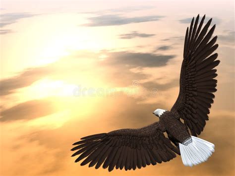 Eagle Soaring Stock Illustration Illustration Of Bird 1342261