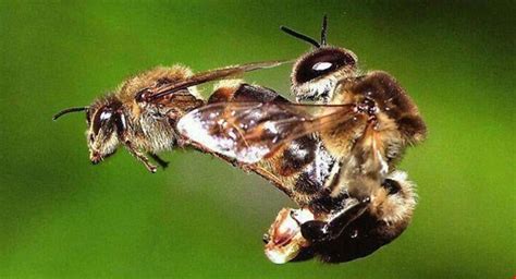 Bee Sex The Walrus And The Honey Bee