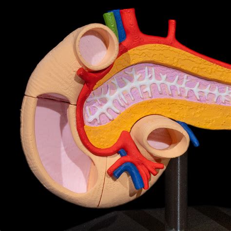 3d Printable Pancreas Anatomical Model By Stlflix
