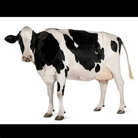 Genetically Modified Cow Produces Human Insulin In Milk Nadia Aslam