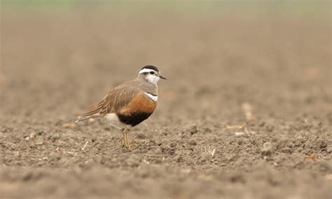 Morinelplevier Eudromias Morinellus Waarnemingnl