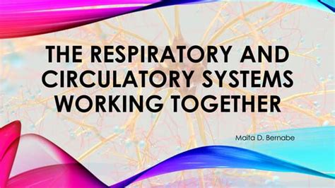 How Digestive System Respiratory System Circulatory System Work