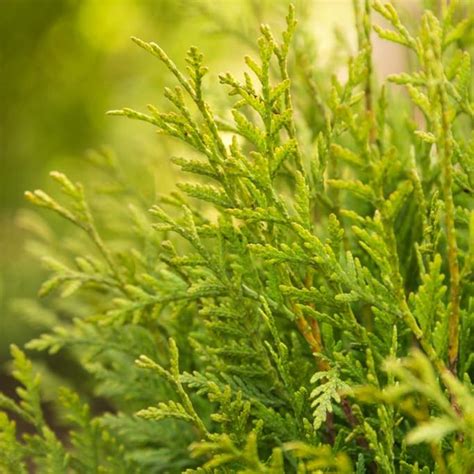 Spring Hill Nurseries Woodward Globe Arborvitae Evergreen Foundation