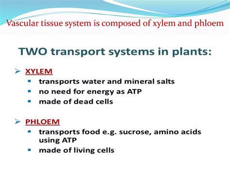 Translocation In Phloempptx