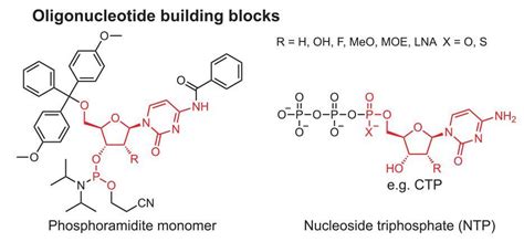 Oligonucleotide Structure