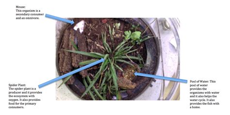 Annotated Diagrams Science