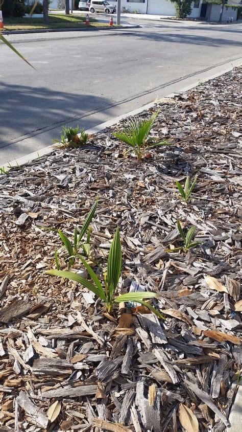 How To Kill Palm Tree Saplings Hometalk