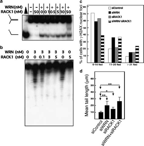 The Impact Of Purified Rack1 On Dna Helicase And Exonuclease Activities Download Scientific
